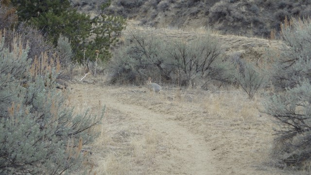 Weatherman Draw- Pryor Mountains | MTHikes.com