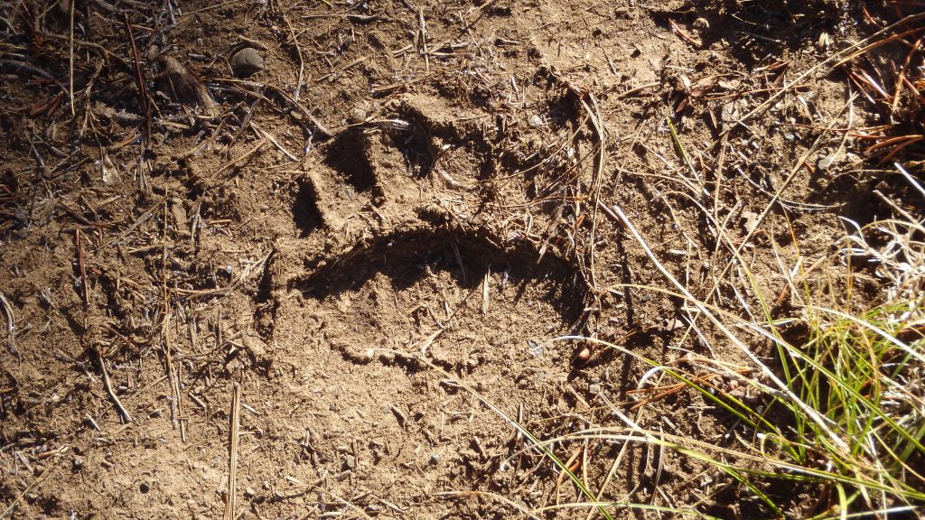 Bacon Rind Creek- Yellowstone National Park | MTHikes.com